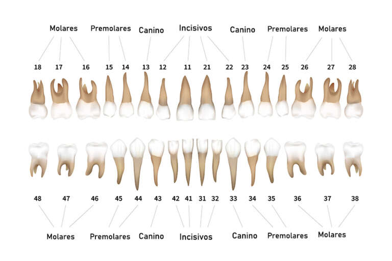 Nombre de los dientes ¿Cuáles son y cómo se clasifican?