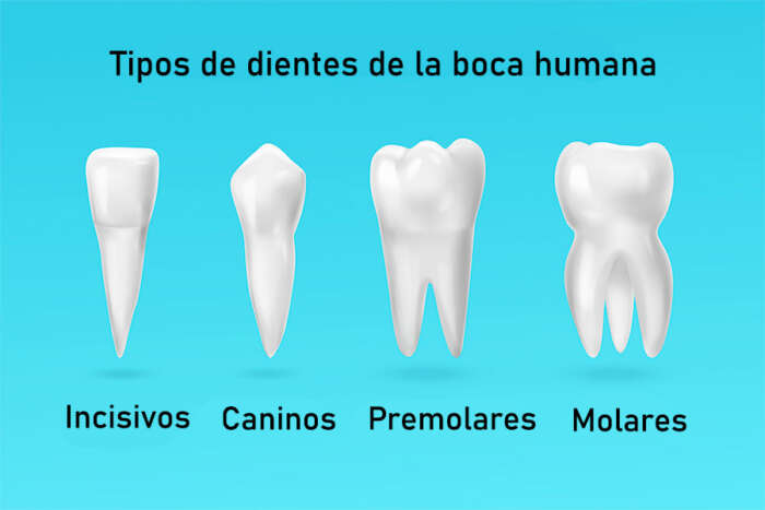 Nombre de los dientes ¿Cuáles son y cómo se clasifican?