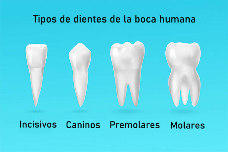 Nombre de los dientes ¿Cuáles son y cómo se clasifican? Nombre de los dientes ¿Cuáles son y cómo se clasifican?