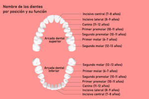 Nombre de los dientes ¿Cuáles son y cómo se clasifican?
