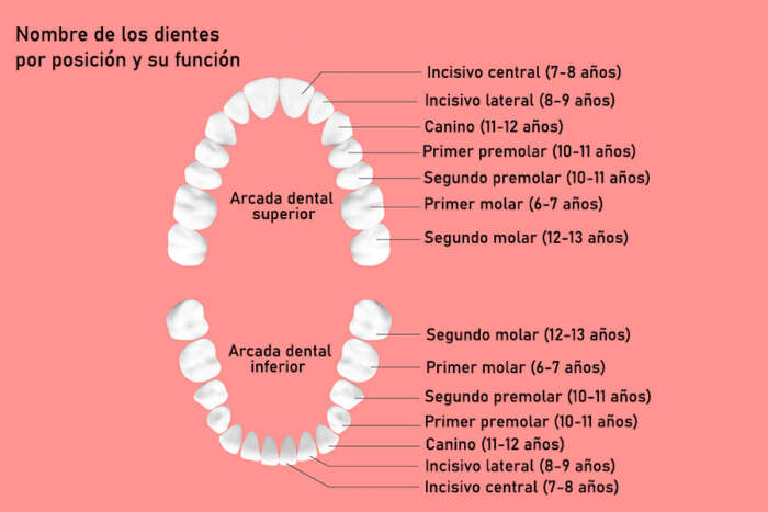 Nombre de los dientes ¿Cuáles son y cómo se clasifican?