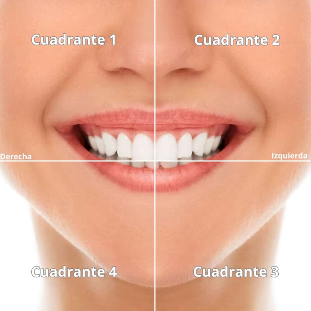 Nombre de los dientes ¿Cuáles son y cómo se clasifican?