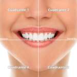 Nombre de los dientes: Clasificación y función