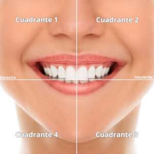 Nombre de los dientes ¿Cuáles son y cómo se clasifican?