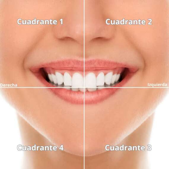 Nombre de los dientes ¿Cuáles son y cómo se clasifican?