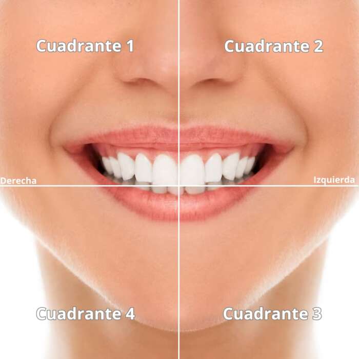 Nombre de los dientes ¿Cuáles son y cómo se clasifican?